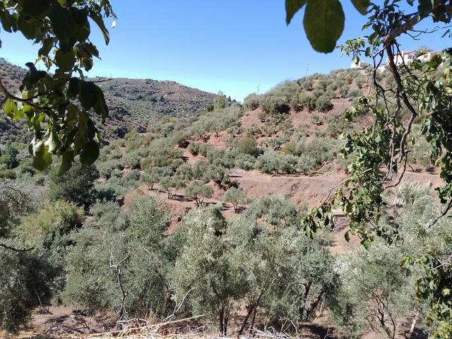 Milanuncios - Cogollos de la Vega