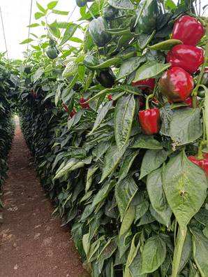 Fincas rústicas en venta y alquiler en Nijar. Comprar, vender y ...
